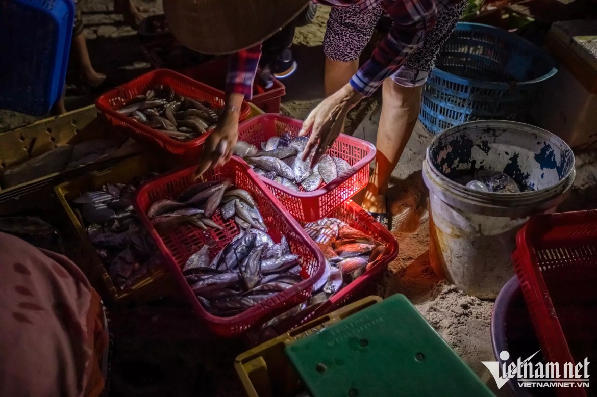 The most beautiful fish market in Quang Nam’s sea – Global Business ...