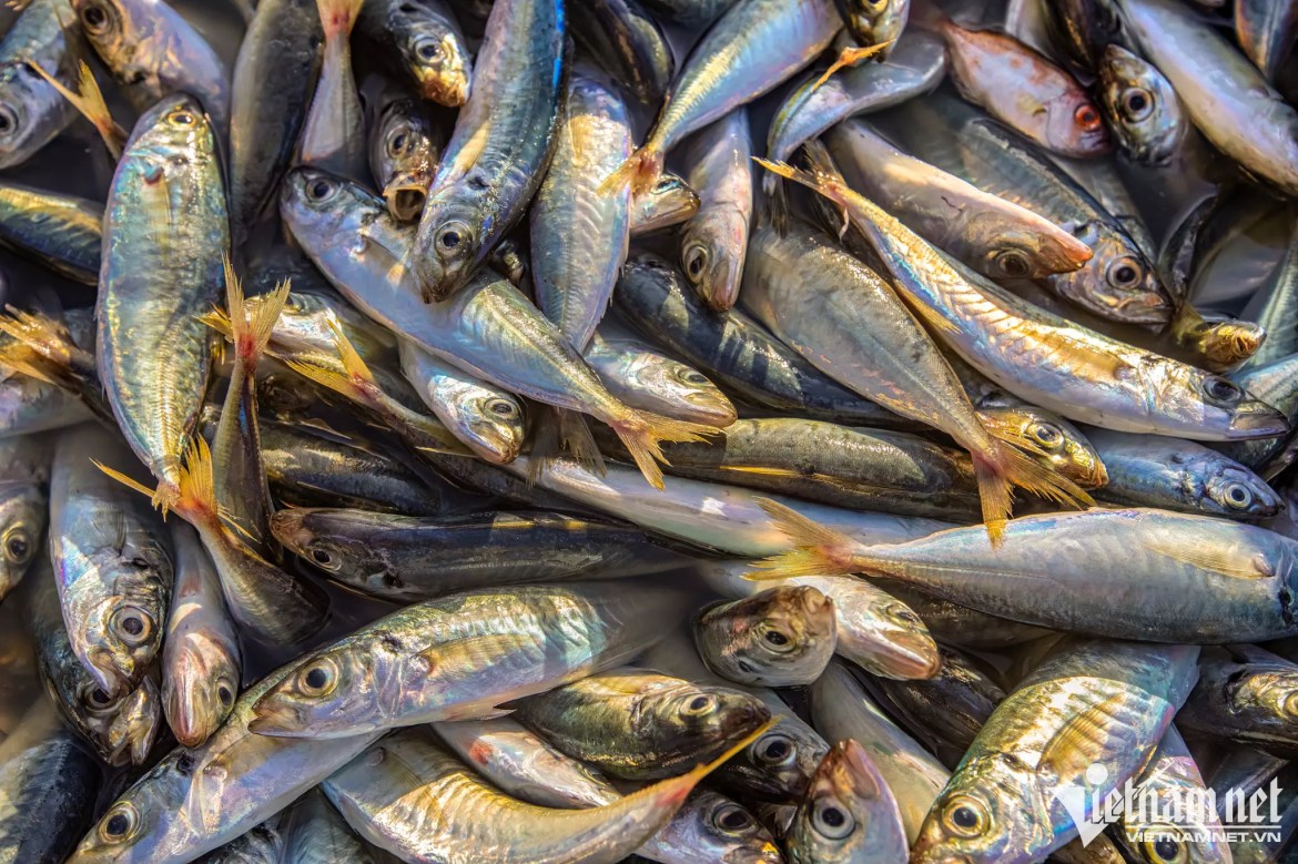 The most beautiful fish market in Quang Nam’s sea – Global Business ...